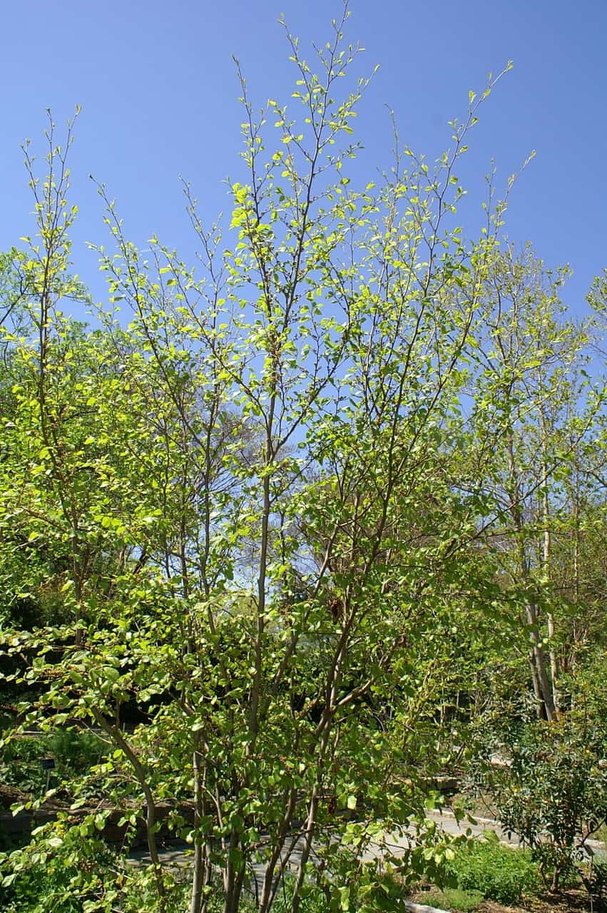 17 Most Common Trees in Massachusetts - ProGardenTips