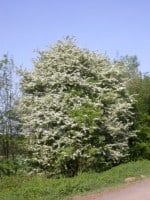 21 most common trees in Connecticut - ProGardenTips