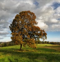 19 Most Common Trees in Pennsylvania - ProGardenTips