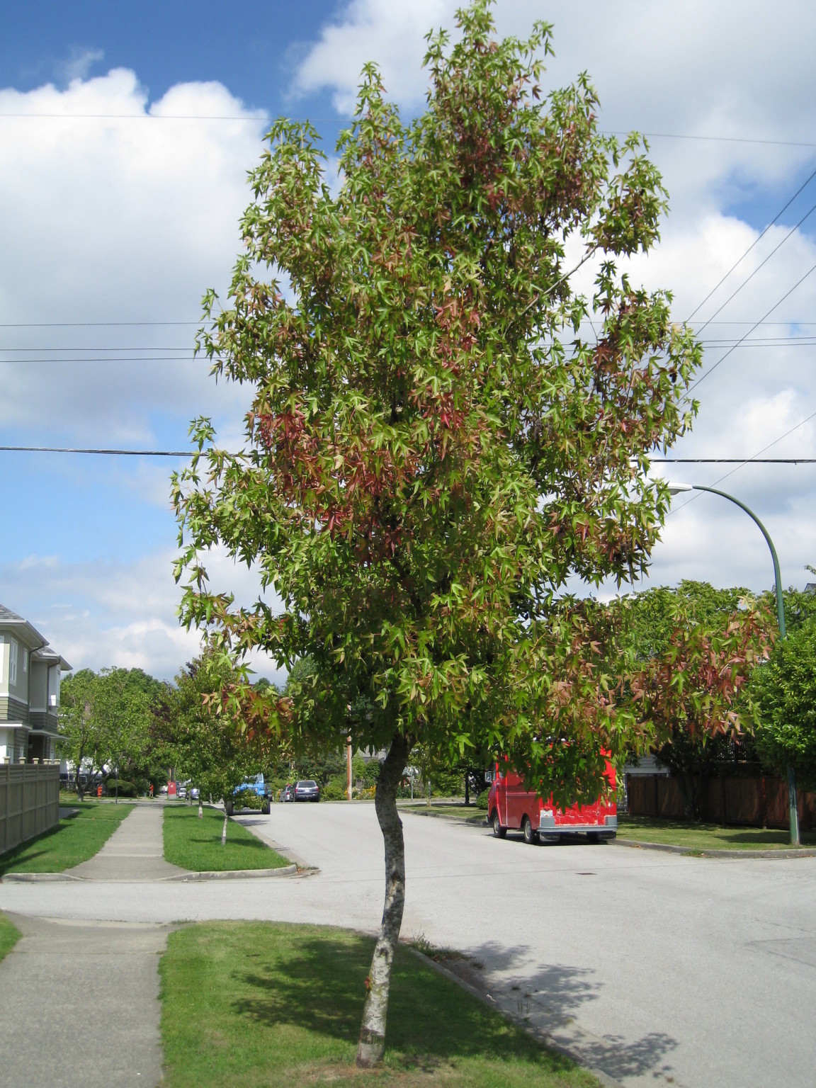 36 Most Common Trees in Missouri - ProGardenTips