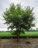23 Most Common Trees in Nebraska - ProGardenTips