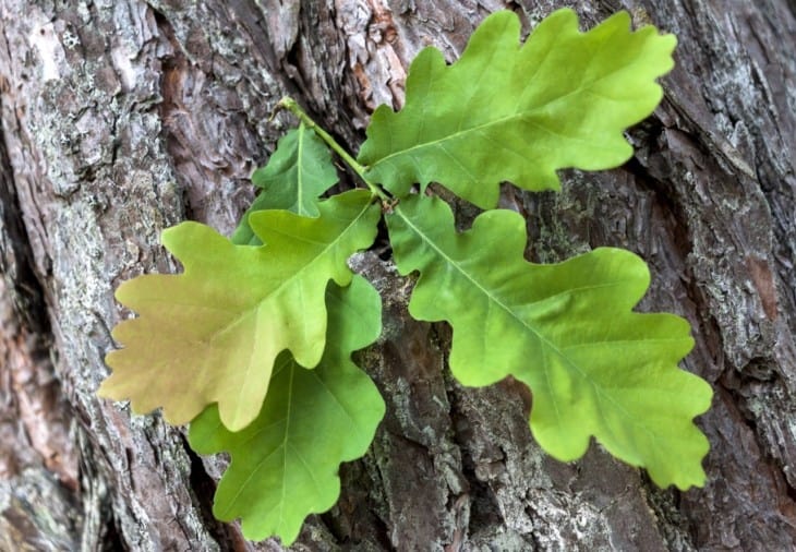 16 Types of Oak Trees in Florida - ProGardenTips
