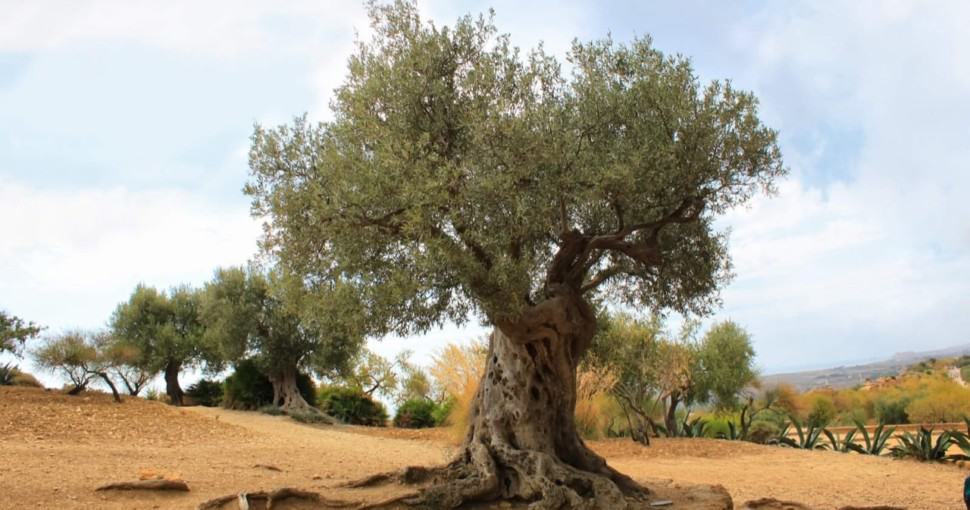72 Different Olive Tree Varieties ProGardenTips 72 Different Olive Tree Varieties ProGardenTips