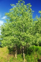25 Most Common Trees in Wisconsin - ProGardenTips