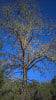 22 Most Common Trees in California - ProGardenTips