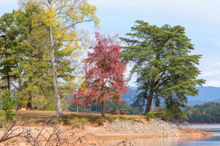 3 Gorgeous Types of Maple Trees in North Carolina - ProGardenTips
