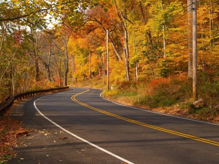 9 Types of Oak Trees in New Jersey - ProGardenTips