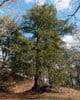 17 Most Common Trees in Massachusetts - ProGardenTips