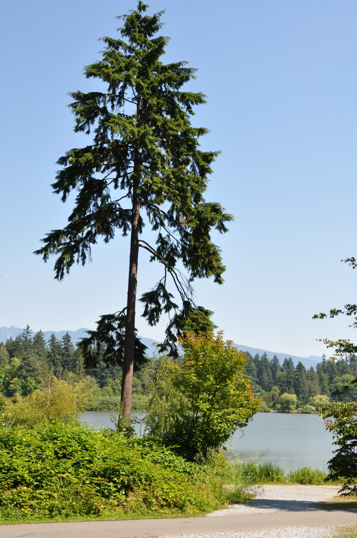 15 Most Common Trees in Oregon - ProGardenTips