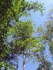 22 Most Common Trees in California - ProGardenTips
