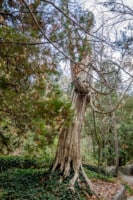 25 Most Common Trees in Wisconsin - ProGardenTips