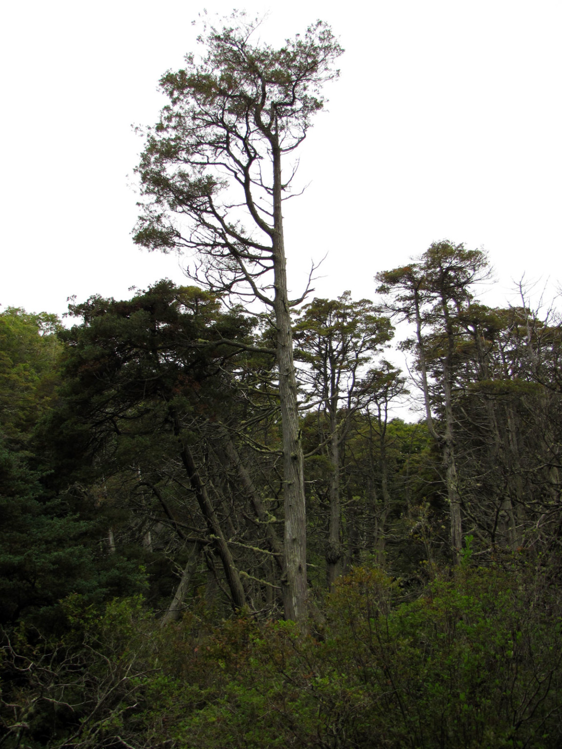 19 Evergreen Trees In Connecticut - ProGardenTips