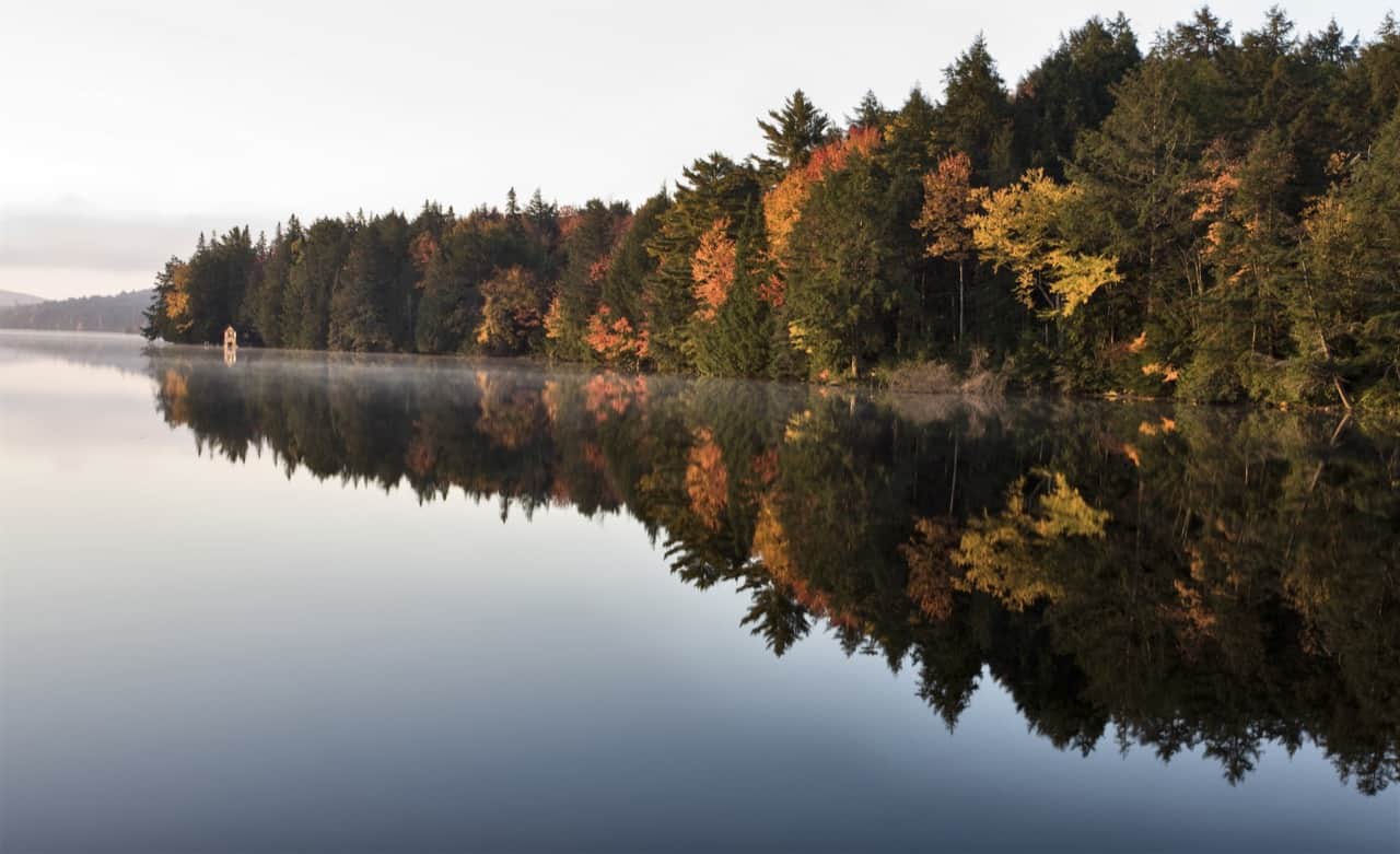 5 Types of Maple Trees in Southern Ontario - ProGardenTips