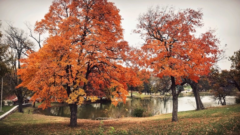 30 Most Common Trees in Kansas - ProGardenTips
