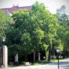 19 Most common trees in Iowa - ProGardenTips