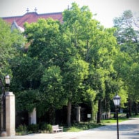 19 Most common trees in Iowa - ProGardenTips
