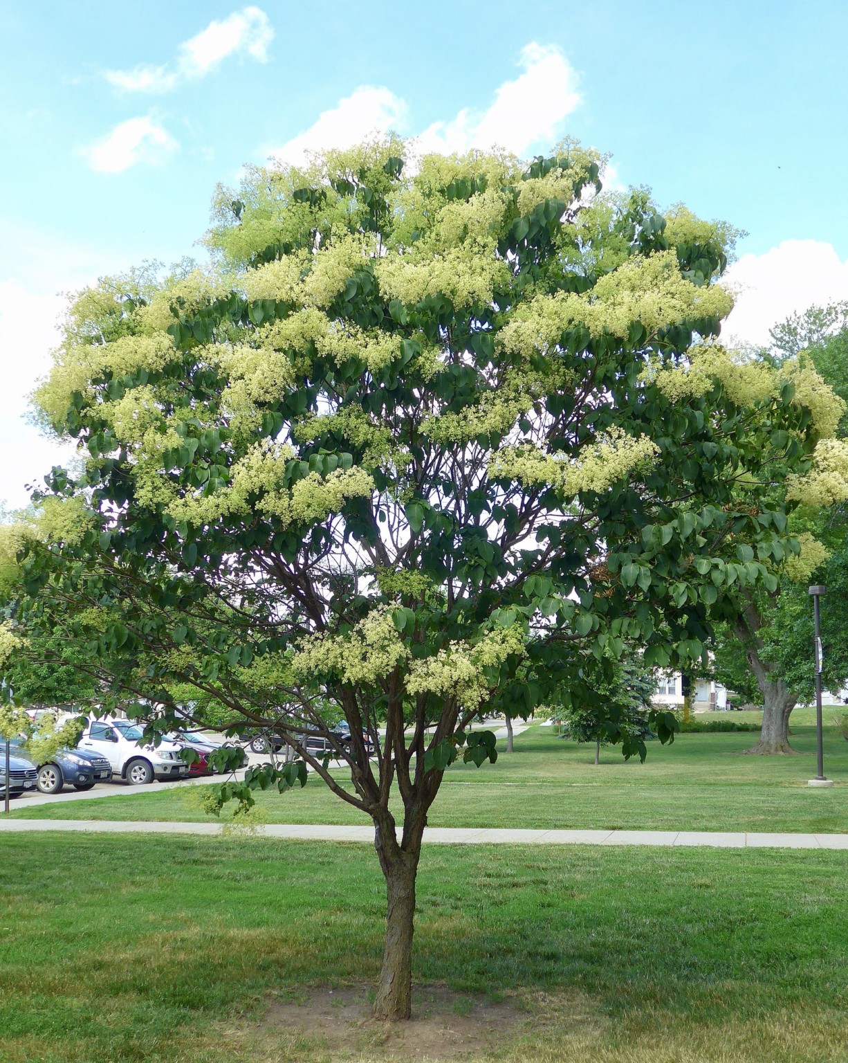 31 Most Common Trees in Japan - ProGardenTips