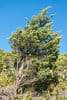 23 Most Common Trees in Nebraska - ProGardenTips