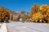 6 Prevalent Types of Maple Trees in Alabama - ProGardenTips