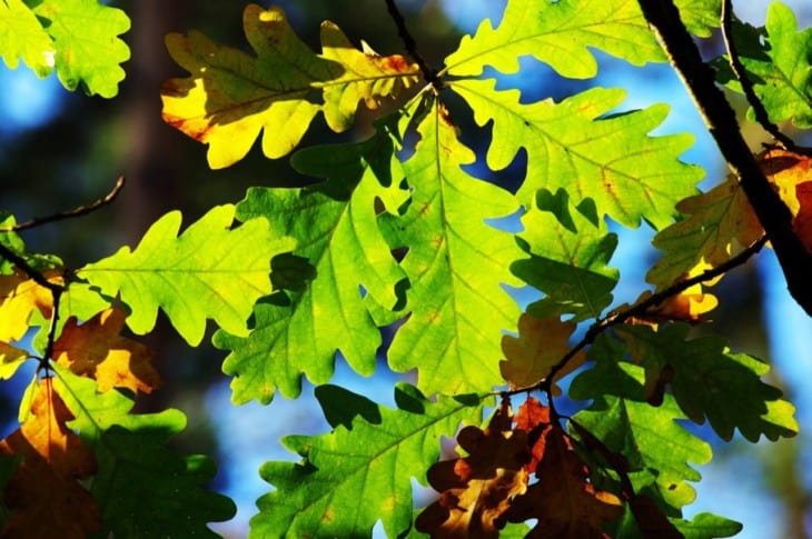 What Are the Balls on Oak Trees? - ProGardenTips
