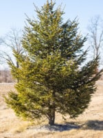 15 Most Common Trees in Germany - ProGardenTips