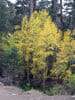 28 Most Common Trees in Michigan - ProGardenTips