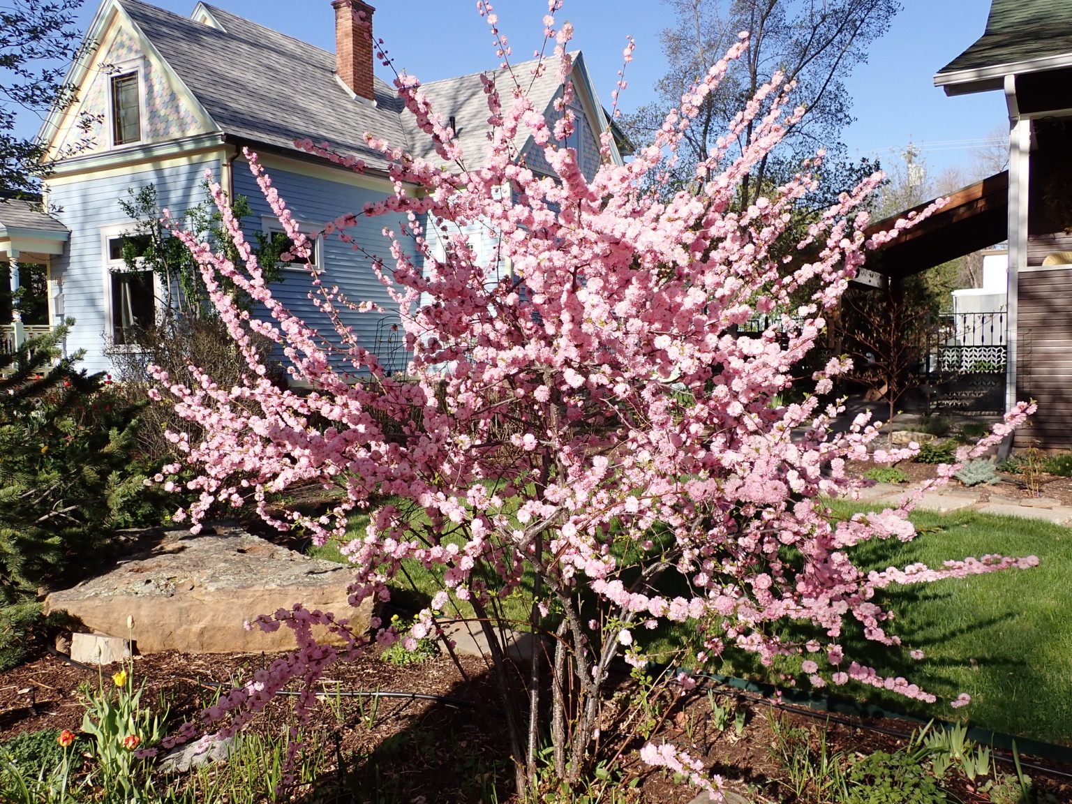 25 Most Common Trees in Wisconsin - ProGardenTips