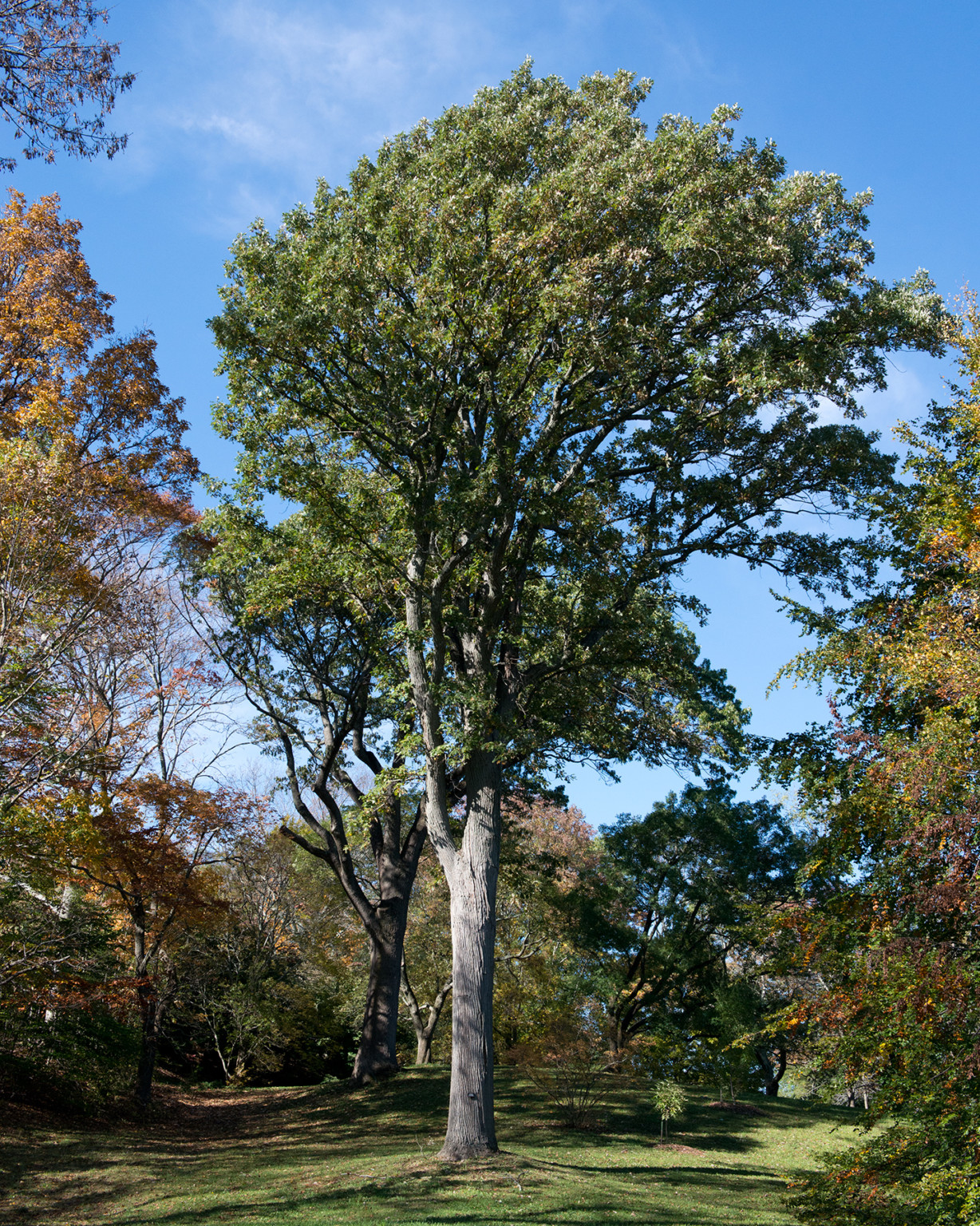 19 Most common trees in Iowa - ProGardenTips