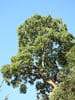 19 Most common trees in Iowa - ProGardenTips