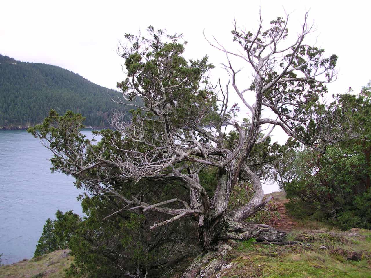 23 Most Common Trees in Nebraska - ProGardenTips