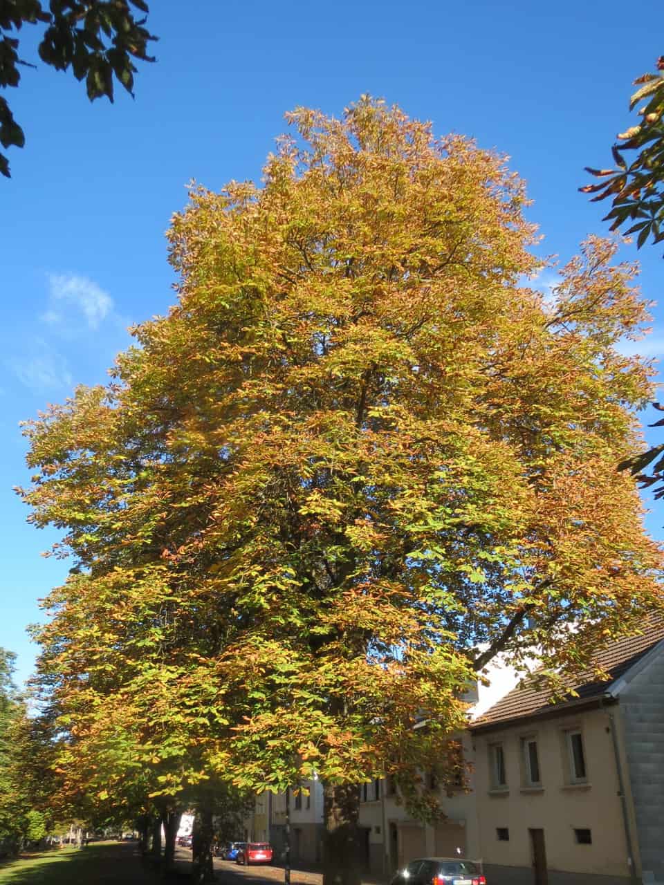 17 Most Common Trees in England - ProGardenTips