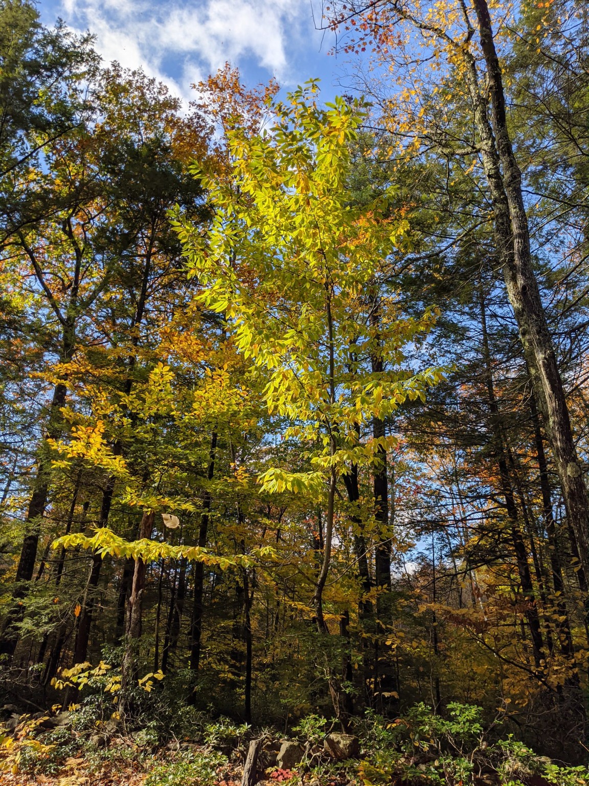 The 16 Biggest Trees in Washington State - ProGardenTips