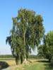 17 Most Common Trees in England - ProGardenTips