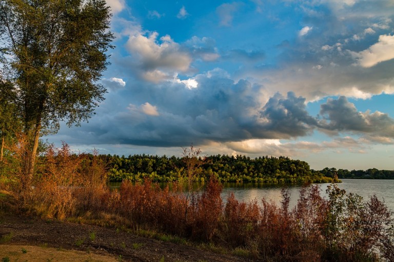 19 Most common trees in Iowa - ProGardenTips
