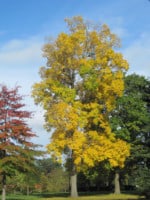 19 Most common trees in Iowa - ProGardenTips