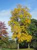 19 Most common trees in Iowa - ProGardenTips