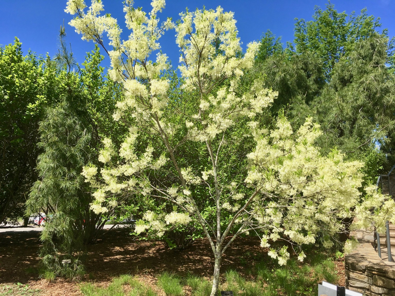 26 Most Common Trees in Oklahoma - ProGardenTips