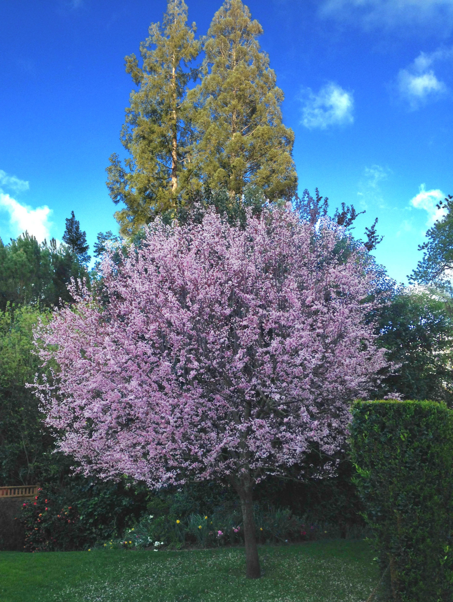 31 Most Common Trees in Japan - ProGardenTips