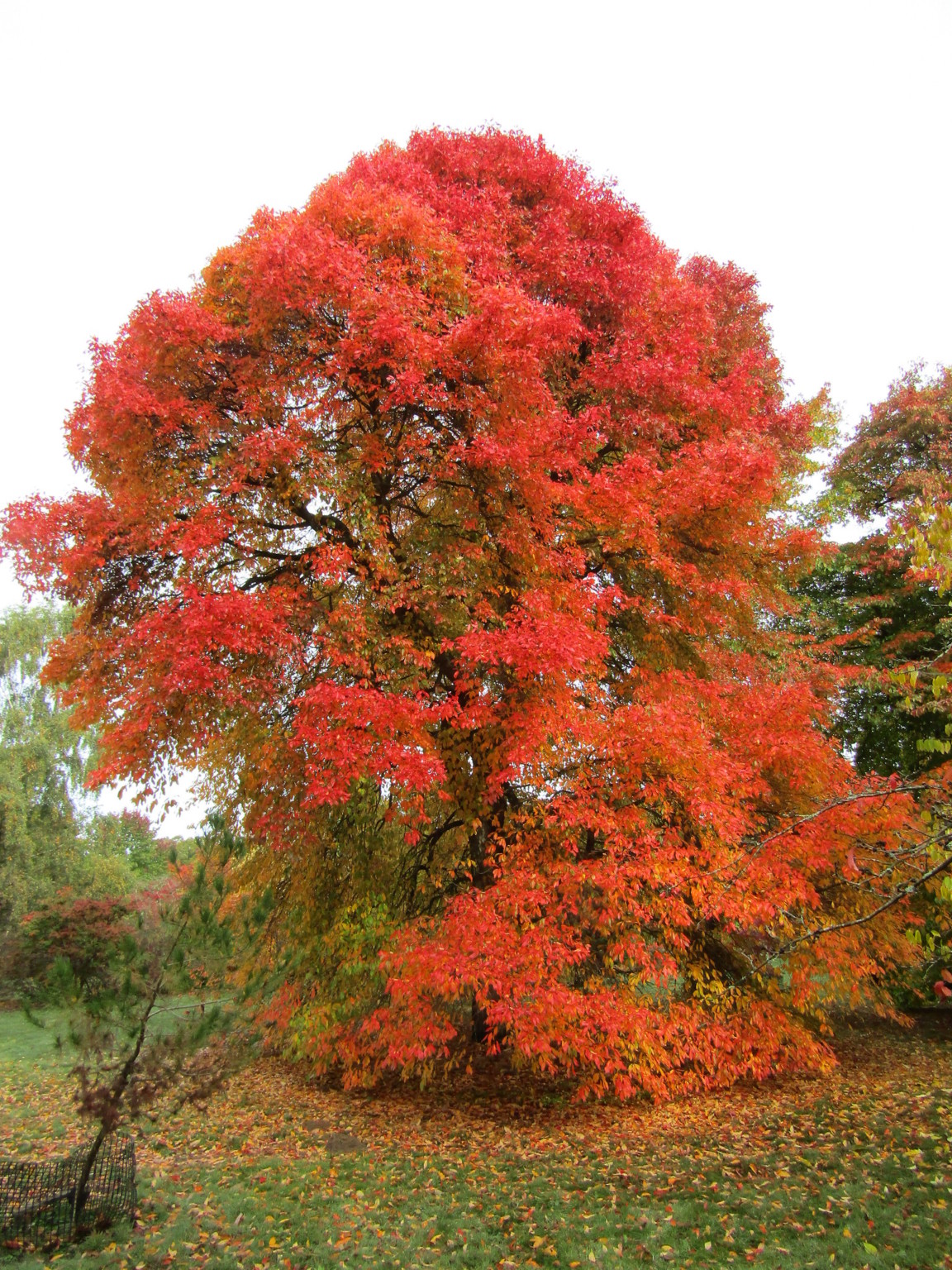 21 most common trees in Connecticut - ProGardenTips