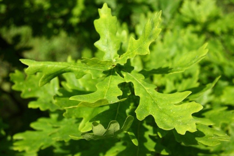 9 Types Of Oak Trees In Australia - ProGardenTips