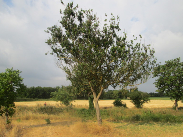 30 Most common Trees in Georgia - ProGardenTips