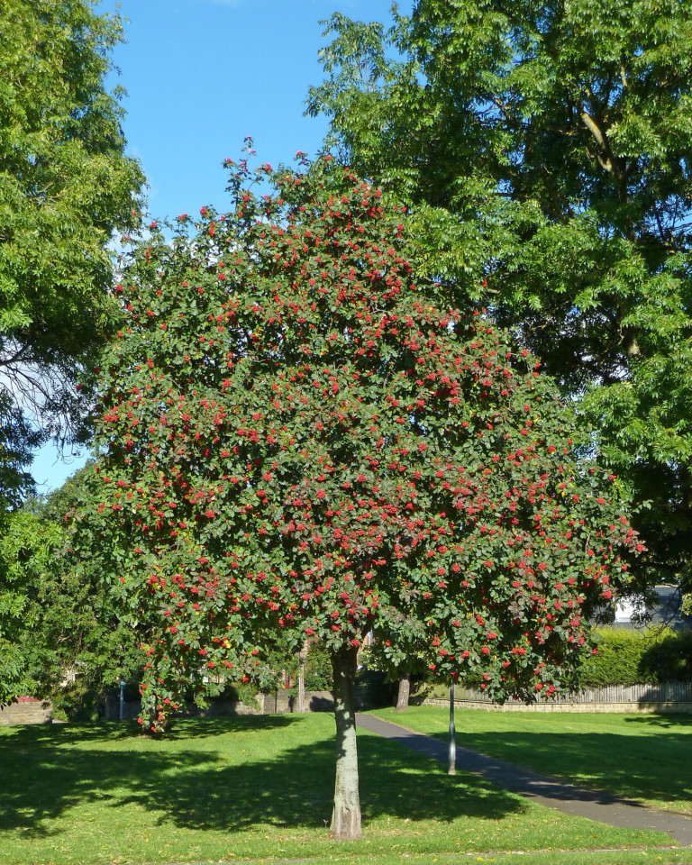 17 Most Common Trees in England - ProGardenTips