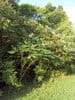 21 most common trees in Connecticut - ProGardenTips
