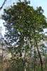 34 Most Common Trees in Alabama - ProGardenTips