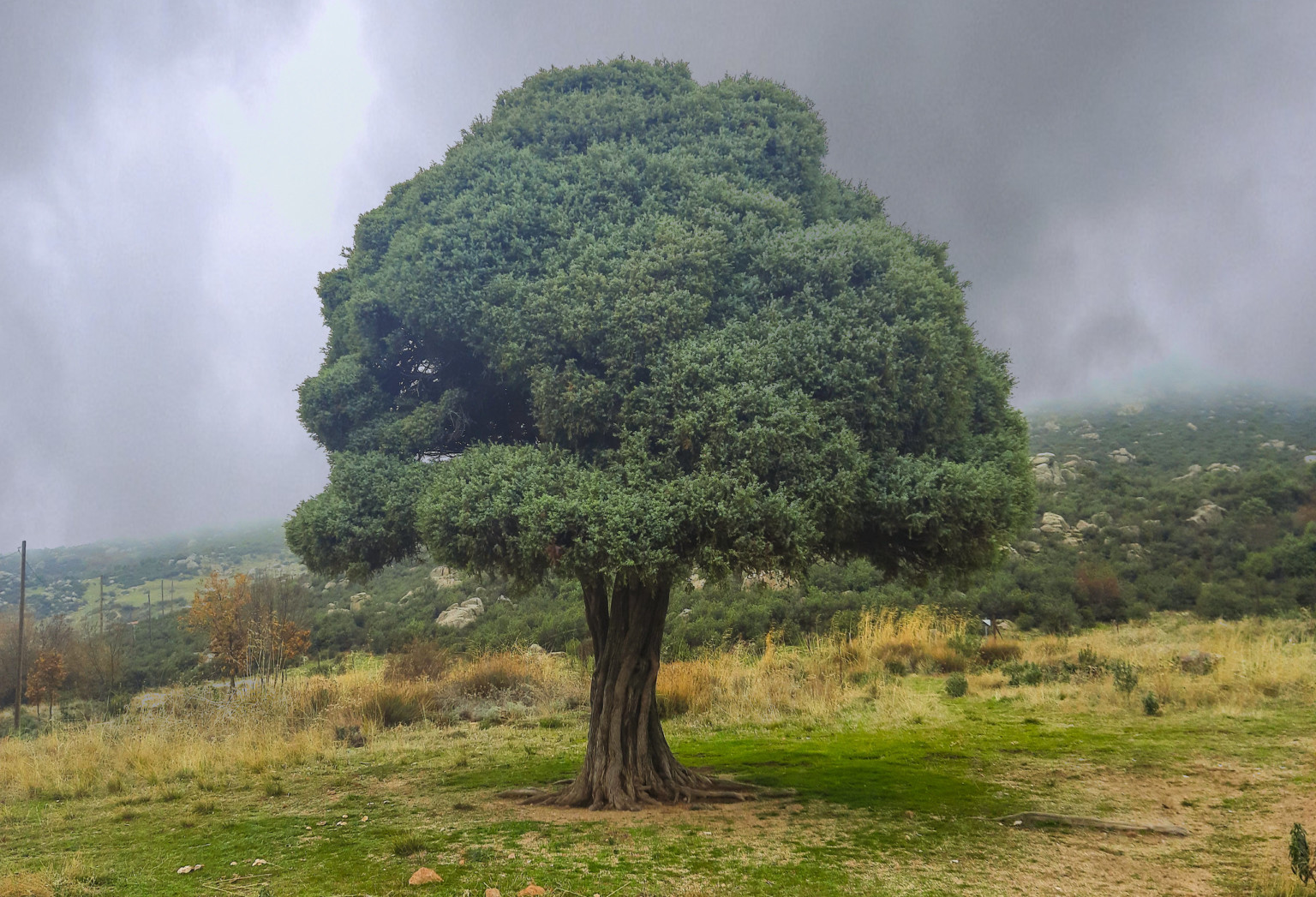 17 Most Common Trees in England - ProGardenTips
