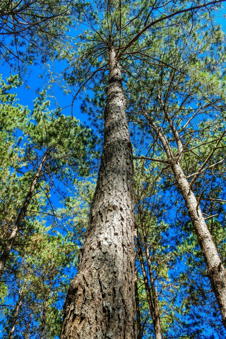 27 most common trees in Louisiana - ProGardenTips