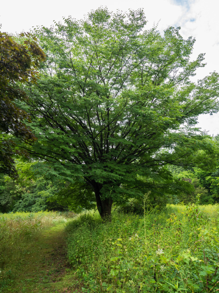 26 Most Common Trees in Oklahoma - ProGardenTips