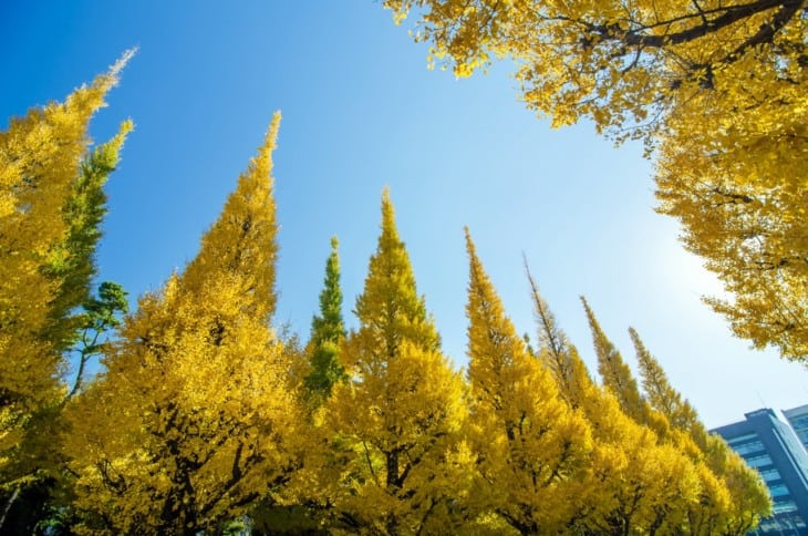 31 Most Common Trees in Japan - ProGardenTips