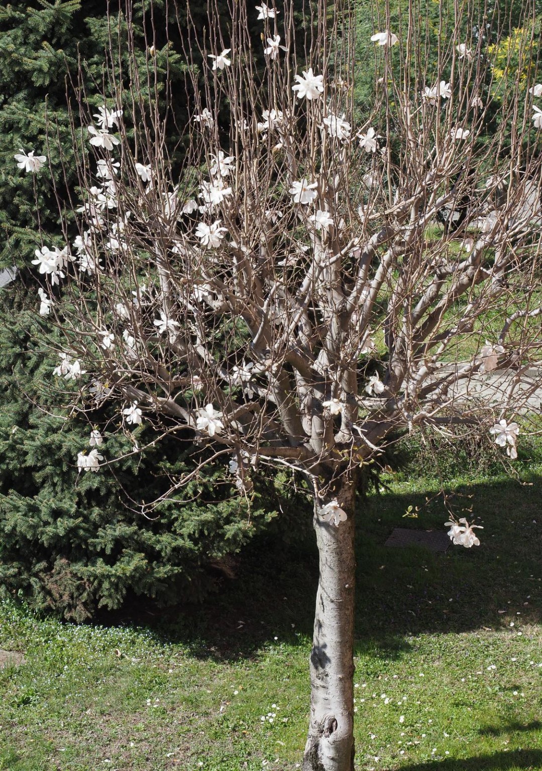 21 most common trees in Connecticut - ProGardenTips