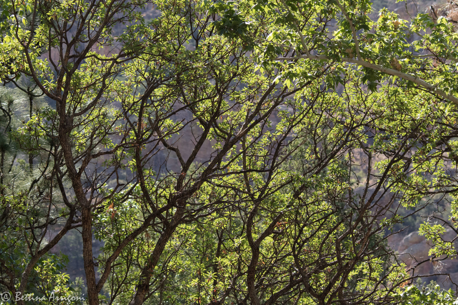 13 Evergreen Trees in Arizona - ProGardenTips